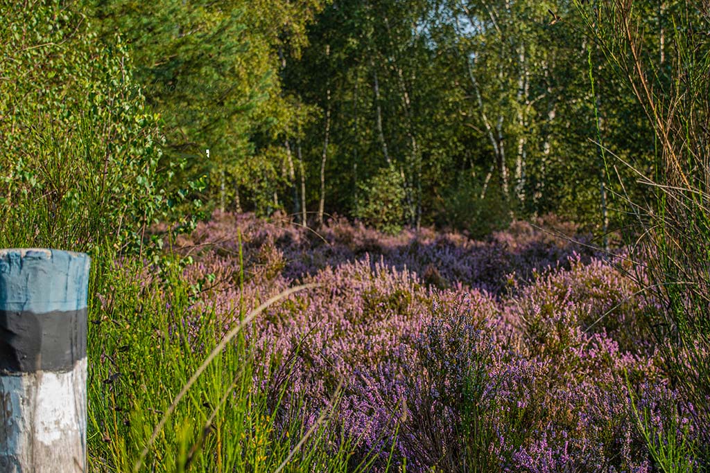 Die Heide blüht - Drover Heide - Fotografische Reisen und Wanderungen