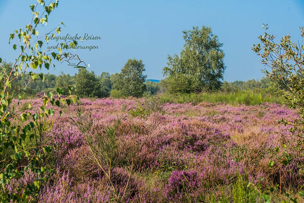 Die Heide blüht - Drover Heide - Fotografische Reisen und Wanderungen