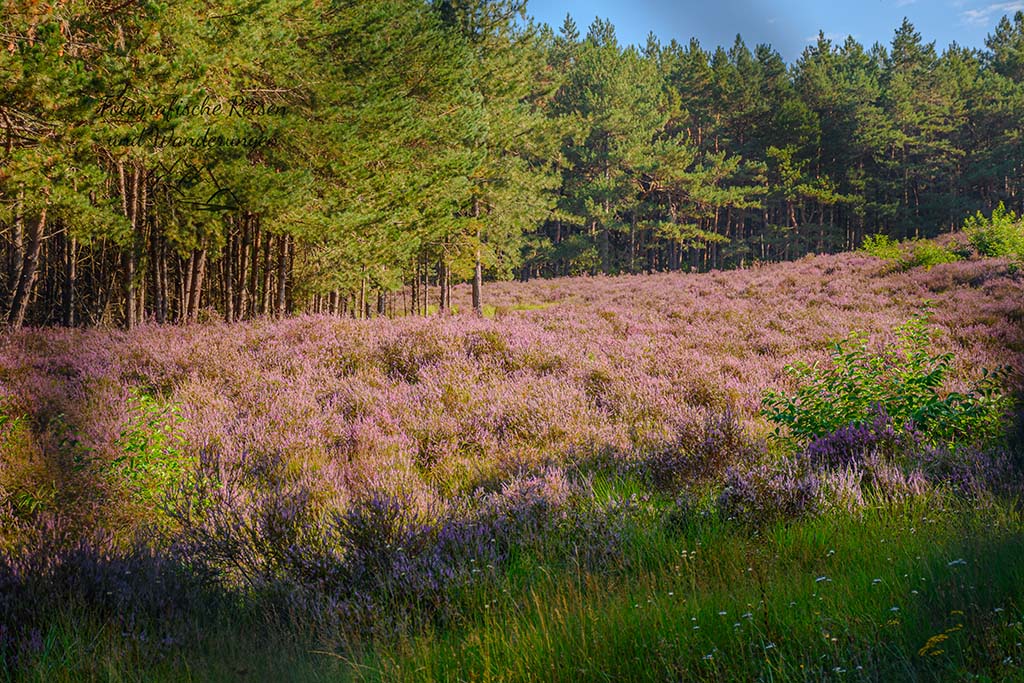 Teverener Heide - Die Heide blüht - Fotografische Reisen und ...