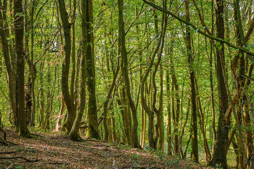 Hemer Felsenmeer- Steine hinter Gittern - Fotografische Reisen und ...