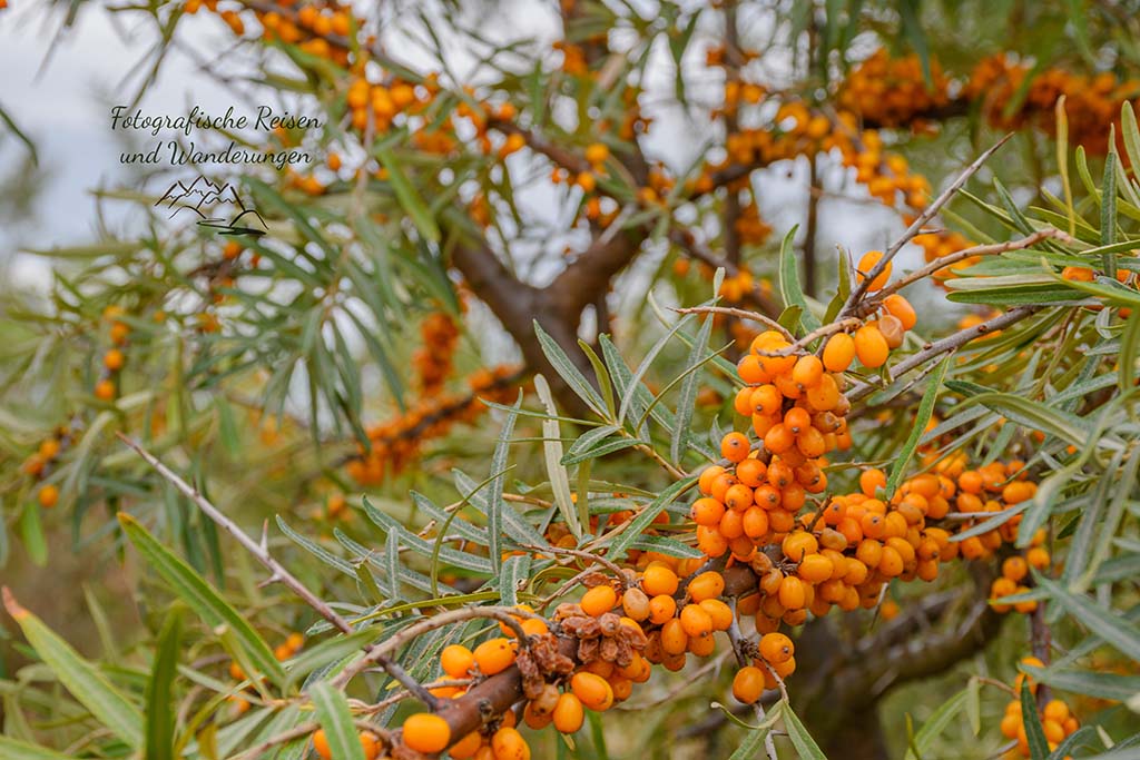 Das Obst ist reif auf dem Streuobstwiesenweg - Fotografische Reisen und ...