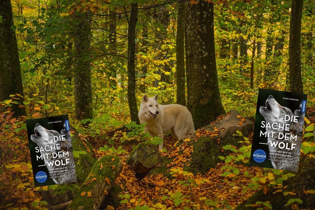 Die Sache mit dem Wolf - Fotografische Reisen und Wanderungen